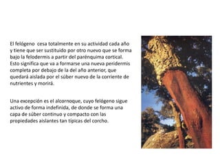 Clasificación de tejidos vegetales.pdf.com