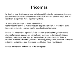 Clasificación de tejidos vegetales.pdf.com