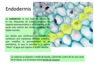 Clasificación de tejidos vegetales.pdf.com