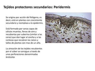 Clasificación de tejidos vegetales.pdf.com