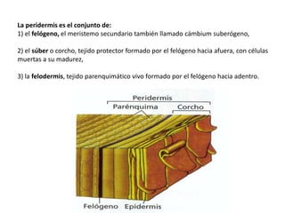 Clasificación de tejidos vegetales.pdf.com