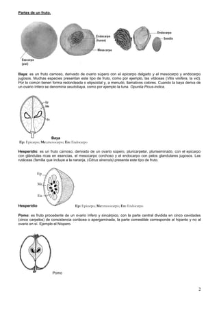 Clasificación frutos | PDF