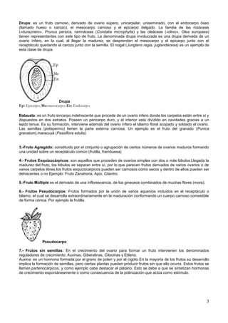Clasificación frutos | PDF