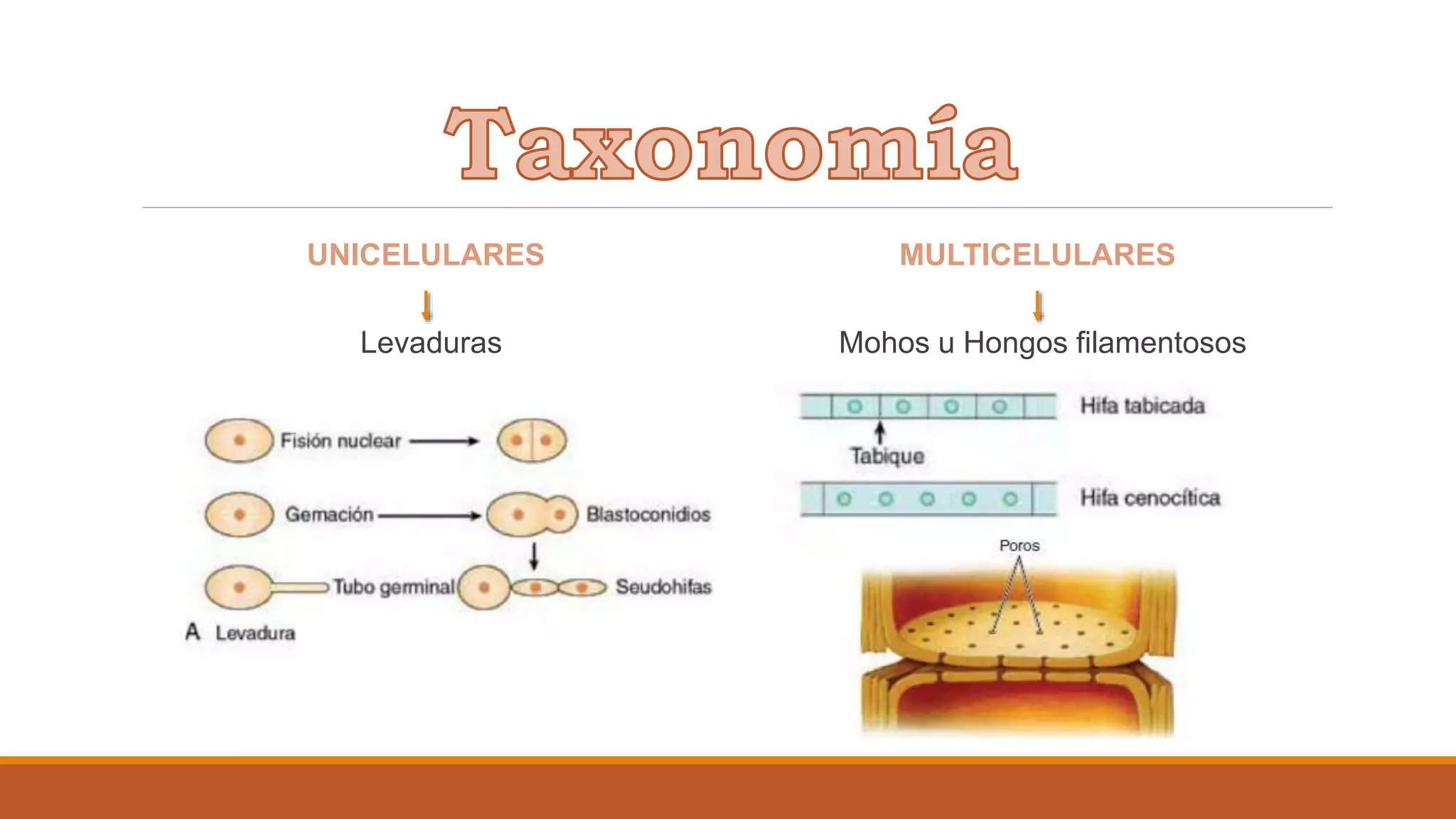 Clasificación general de los hongos | PPTX