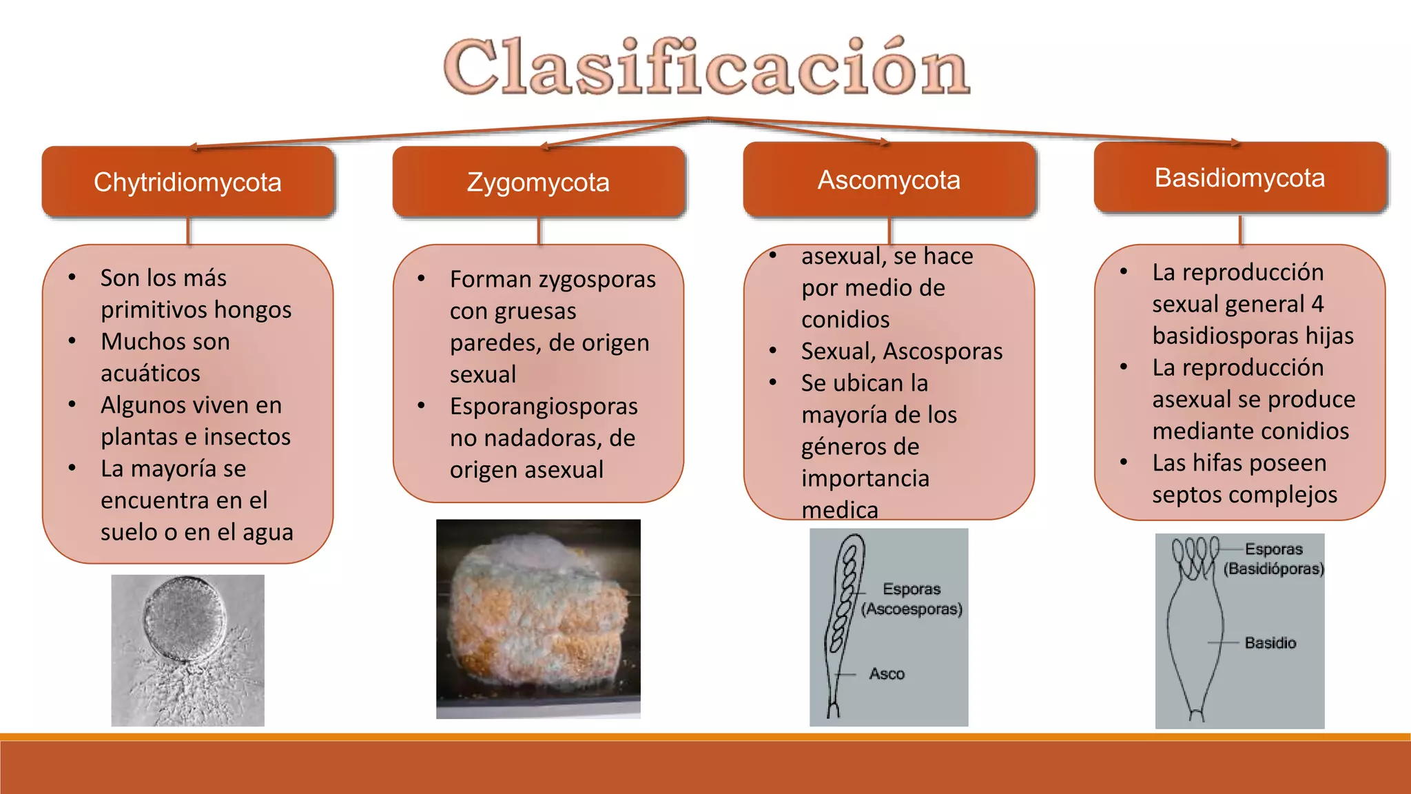 Clasificación general de los hongos | PPTX