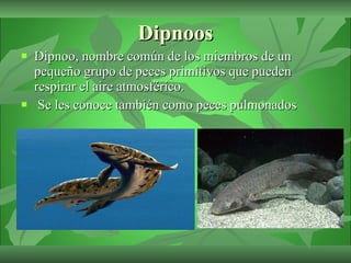 Gran Clasificación taxonómica de los vertebrados | PPT