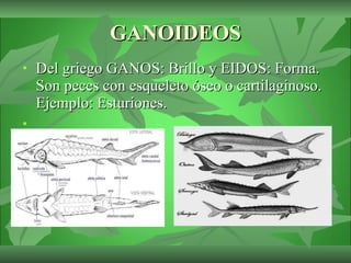 Gran Clasificación taxonómica de los vertebrados | PPT
