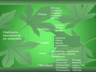 Clasificación taxonómica de los vertebrados | PPT