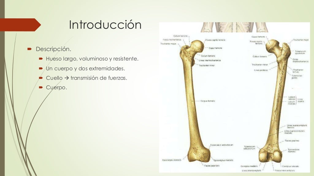 Clasificación tronzo de fracturas intertrocantericas