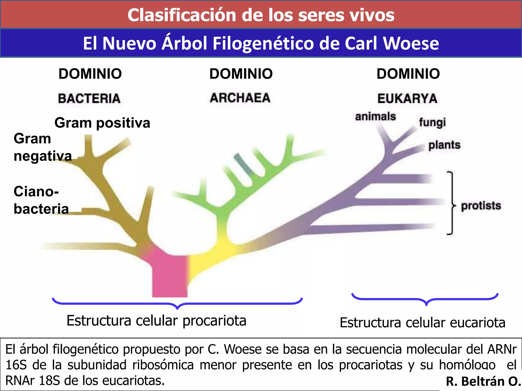 Clasificación de Carl Woese (1990) | PPT