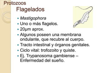 Clasificación y morfología de los parásitos | PPSX