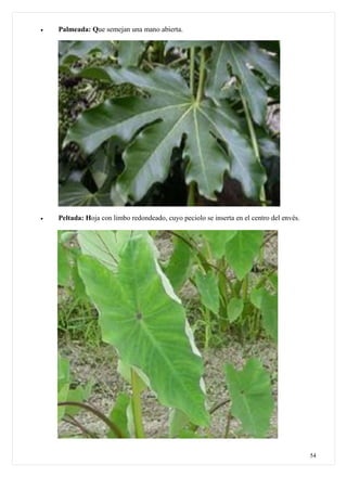 Clasificacion de las plantas | PDF