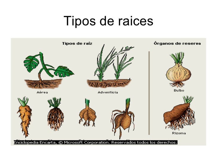 clasificación seres vivos
