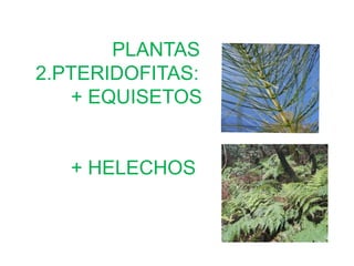 Clasificacion.ejemplos | PPTX