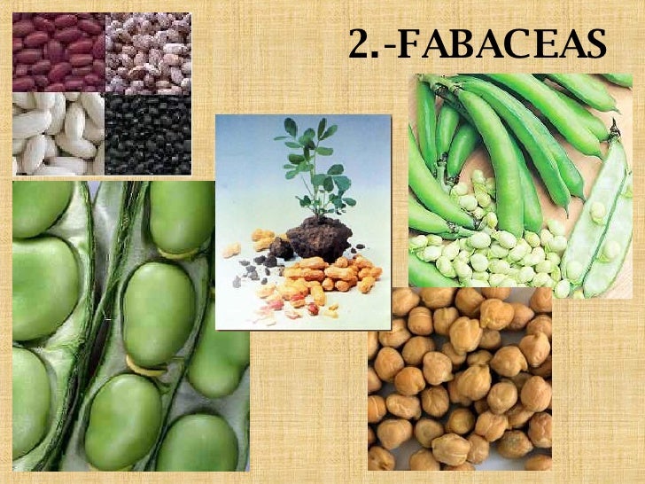 CLASIFICACION DE LAS PLANTAS