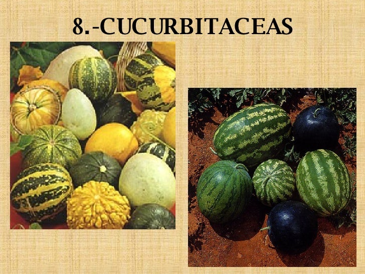 CLASIFICACION DE LAS PLANTAS