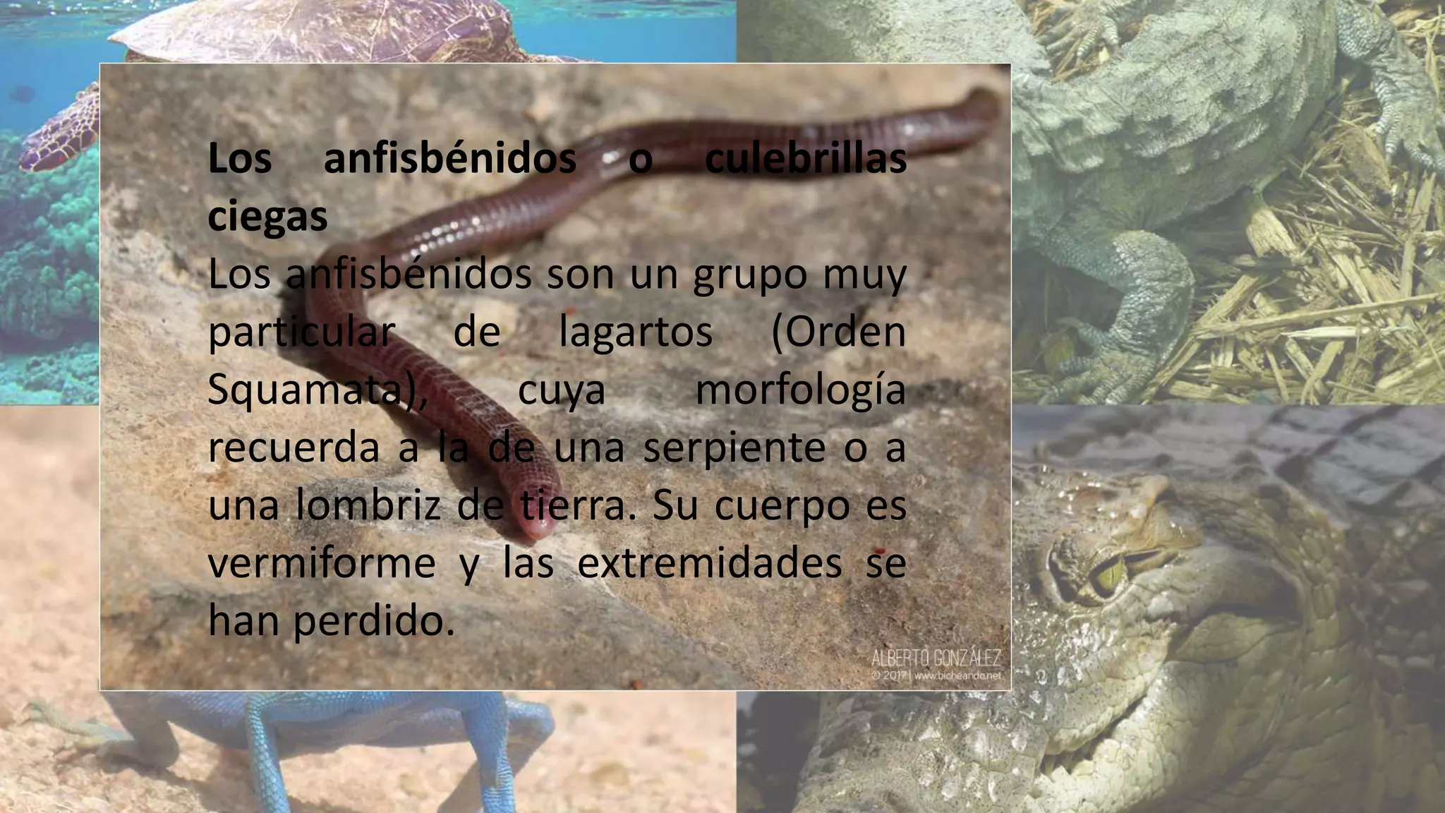 Clasificacion de-los-reptiles | PPT