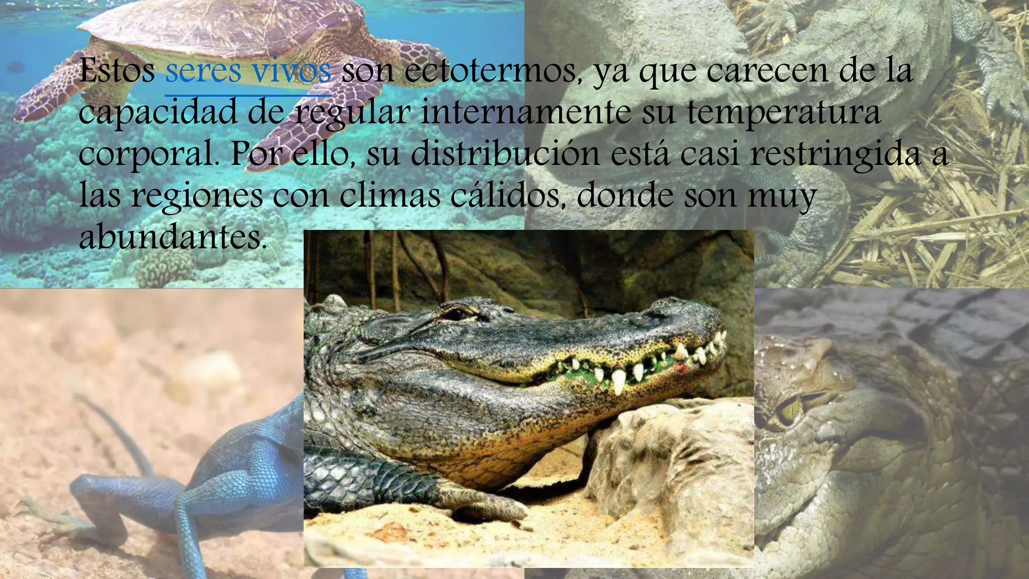Clasificacion de-los-reptiles | PPT