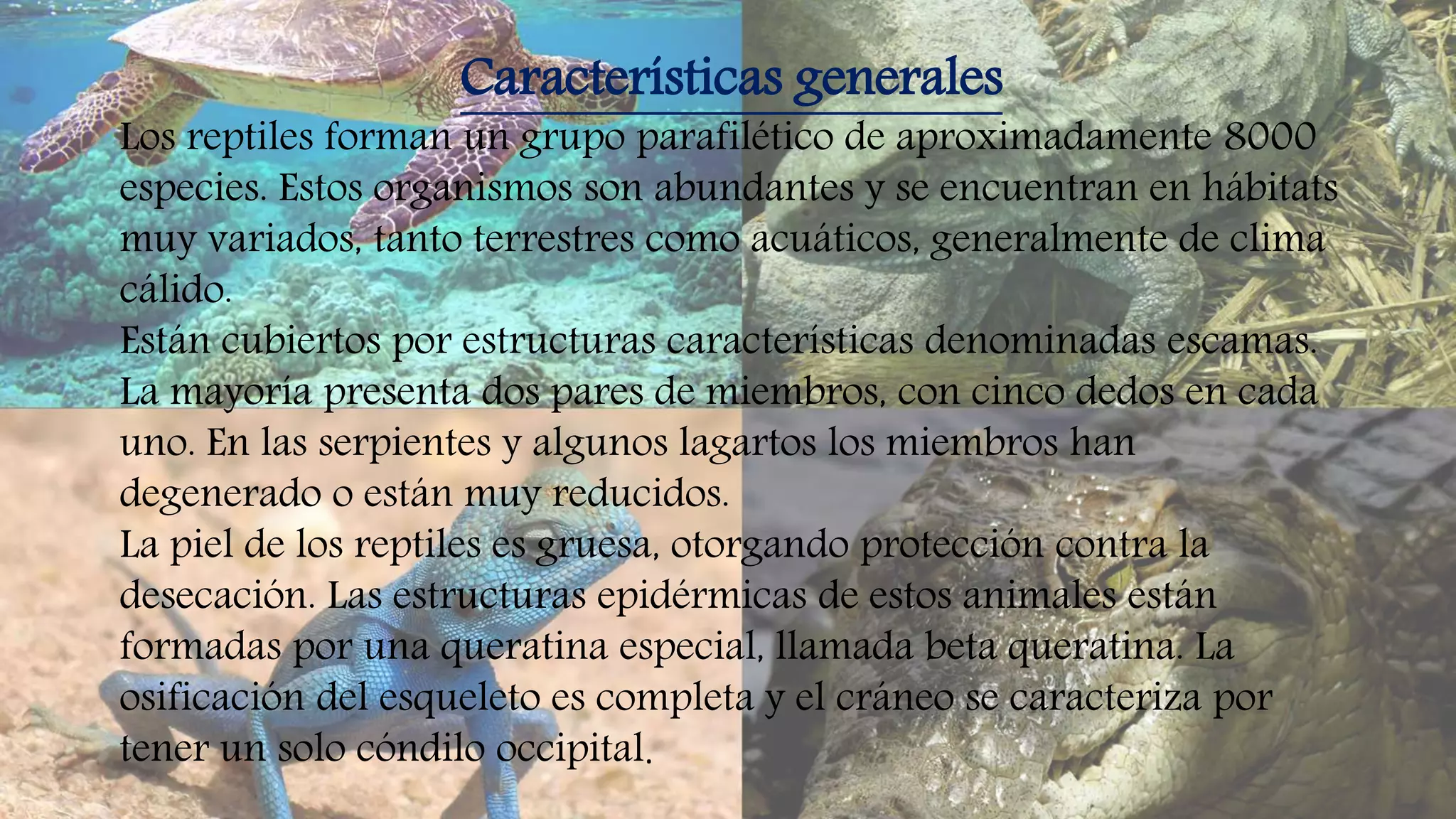 Clasificacion de-los-reptiles | PPT