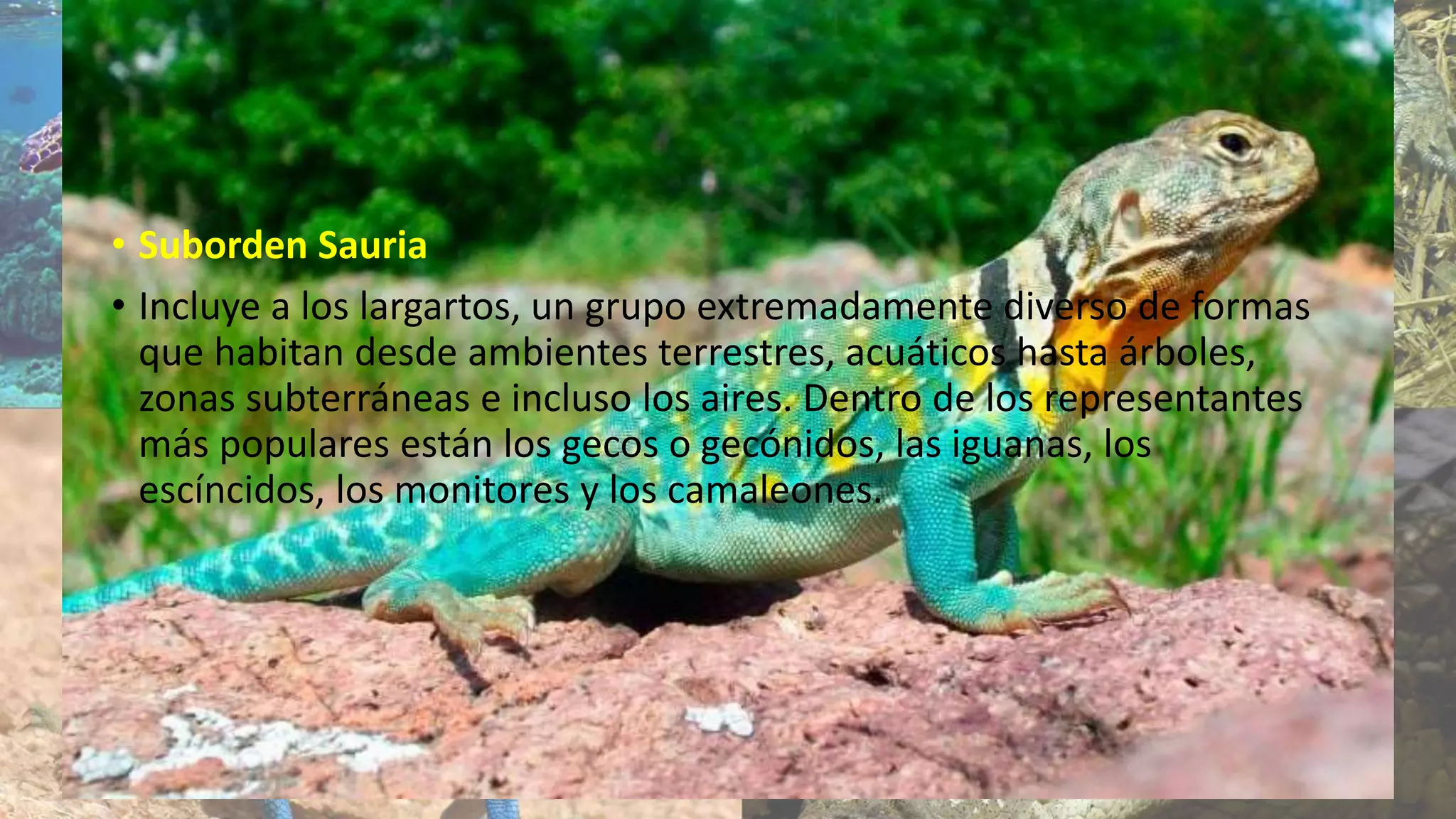 Clasificacion de-los-reptiles | PPT