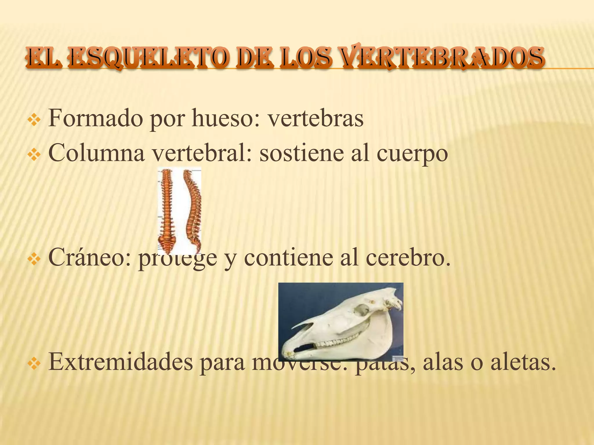 Clasificacion De Los Vertebrados Facebook | PPT