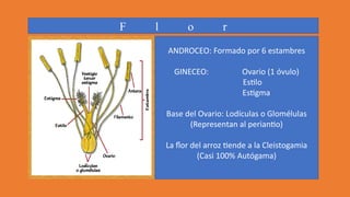 clasificacion-taxonomica-y-especies-de-arroz_compress.pdf