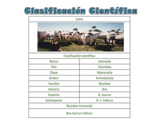 Clasificacion bos taurus y bos indicus | PPSX