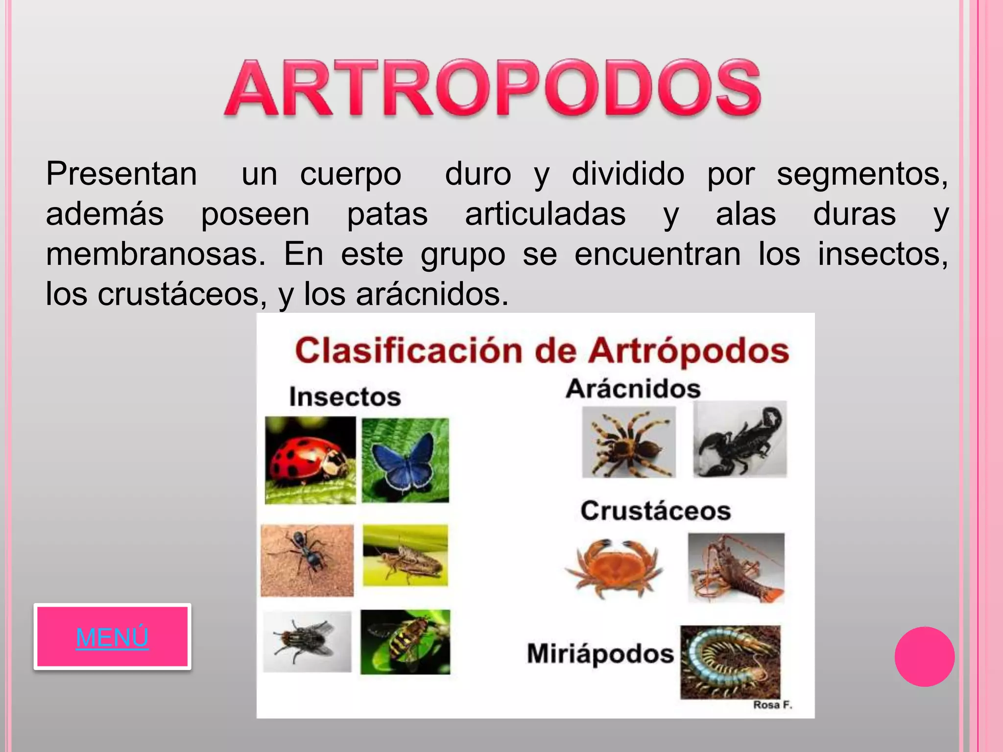 Clasificacion de animales invertebrados | PPTX