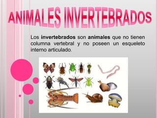 Clasificacion de animales invertebrados | PPTX