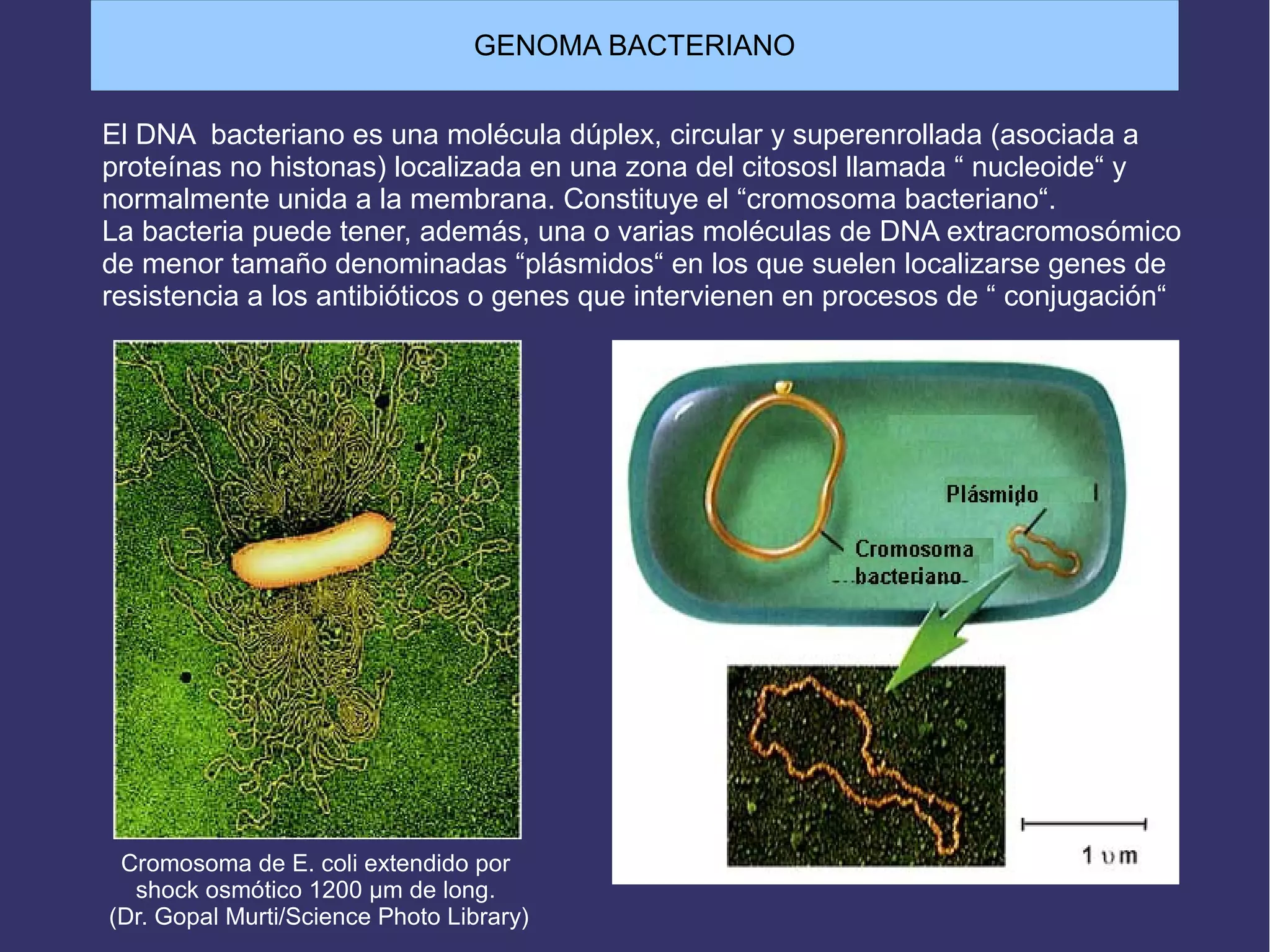 Clasificacion de bacterias_y_hongos[1] | PDF | Biological Sciences ...