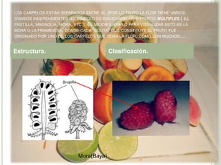 Clasificación de algunos frutos | PPTX