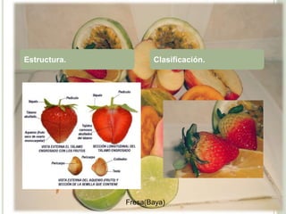 Clasificación de algunos frutos | PPTX
