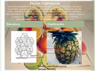 Clasificación de algunos frutos | PPTX