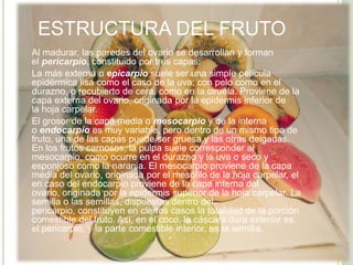 Clasificación de algunos frutos | PPTX