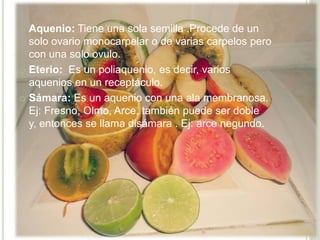 Clasificación de algunos frutos | PPTX