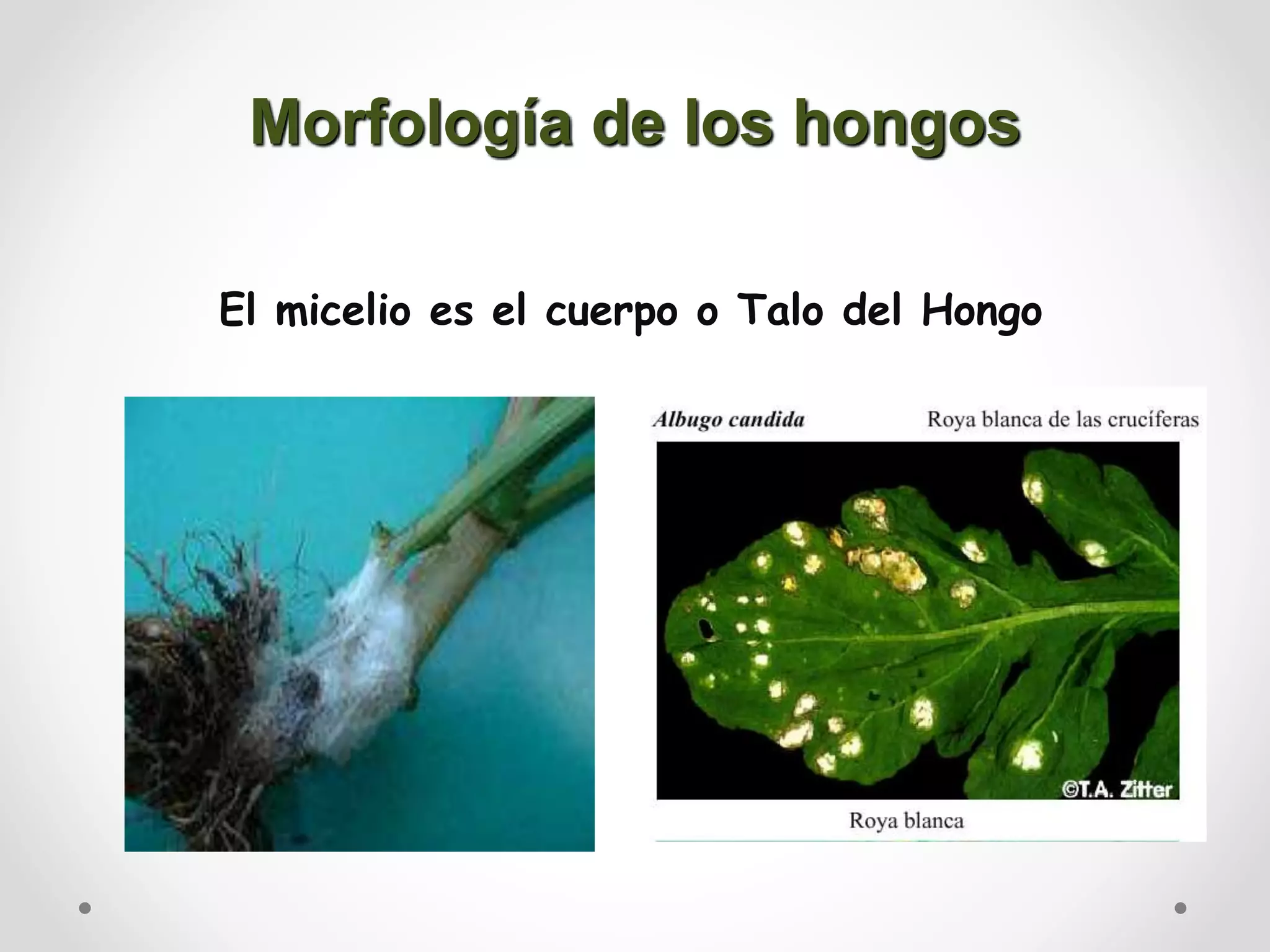 Estructuras de reproducción sexual y asexual de hongos fitopatógenos | PPTX