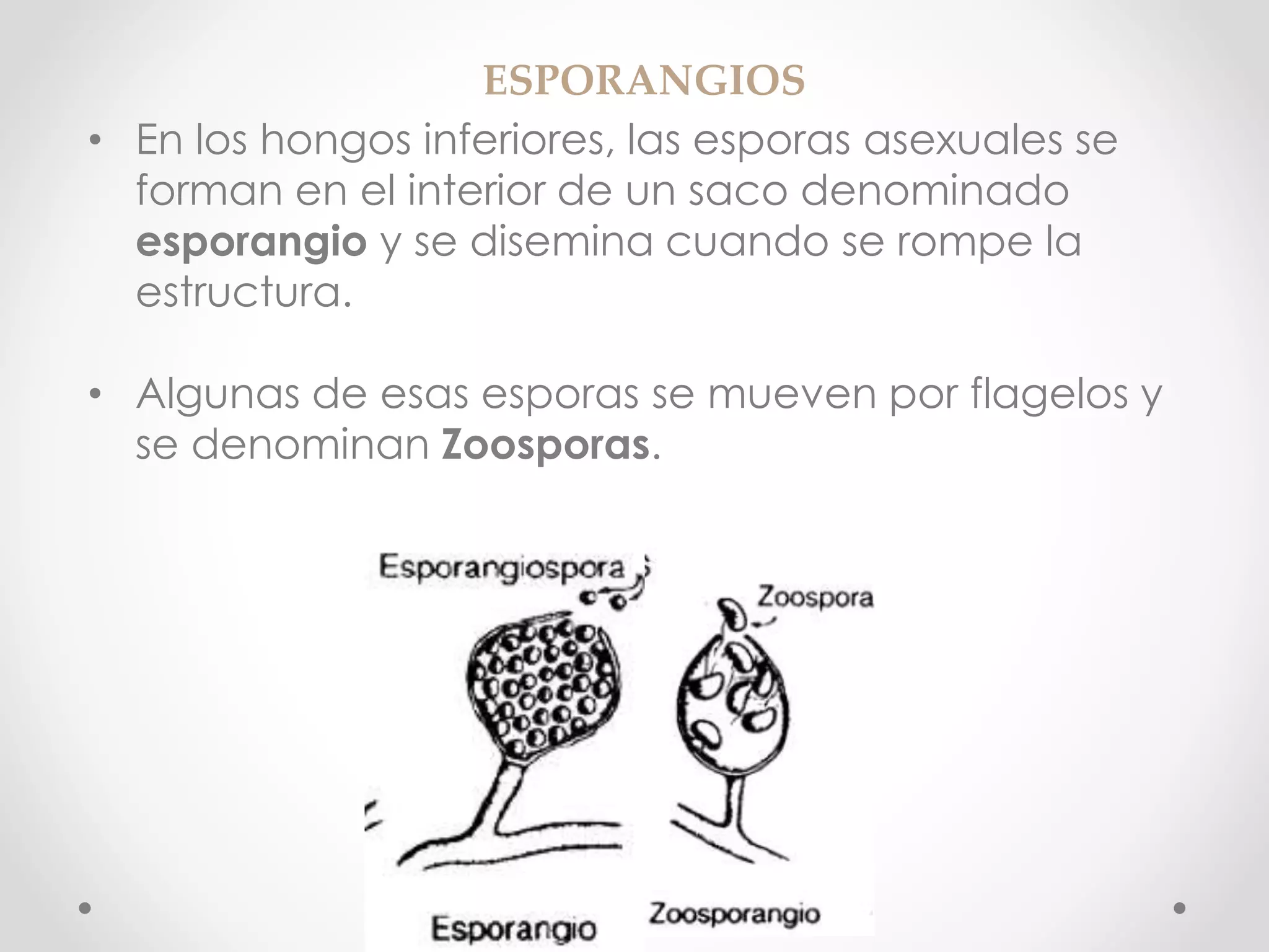 Estructuras de reproducción sexual y asexual de hongos fitopatógenos | PPTX