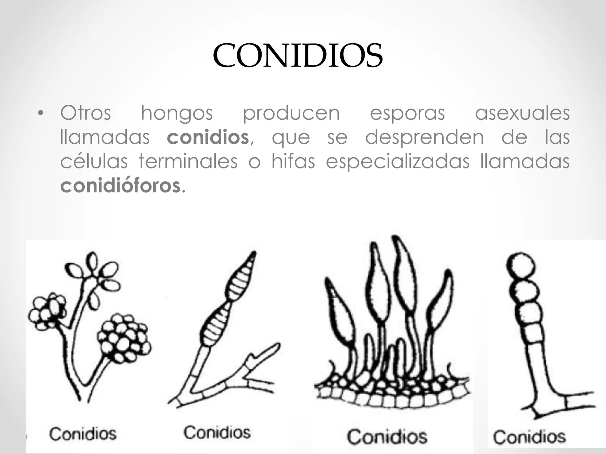 Estructuras de reproducción sexual y asexual de hongos fitopatógenos | PPTX