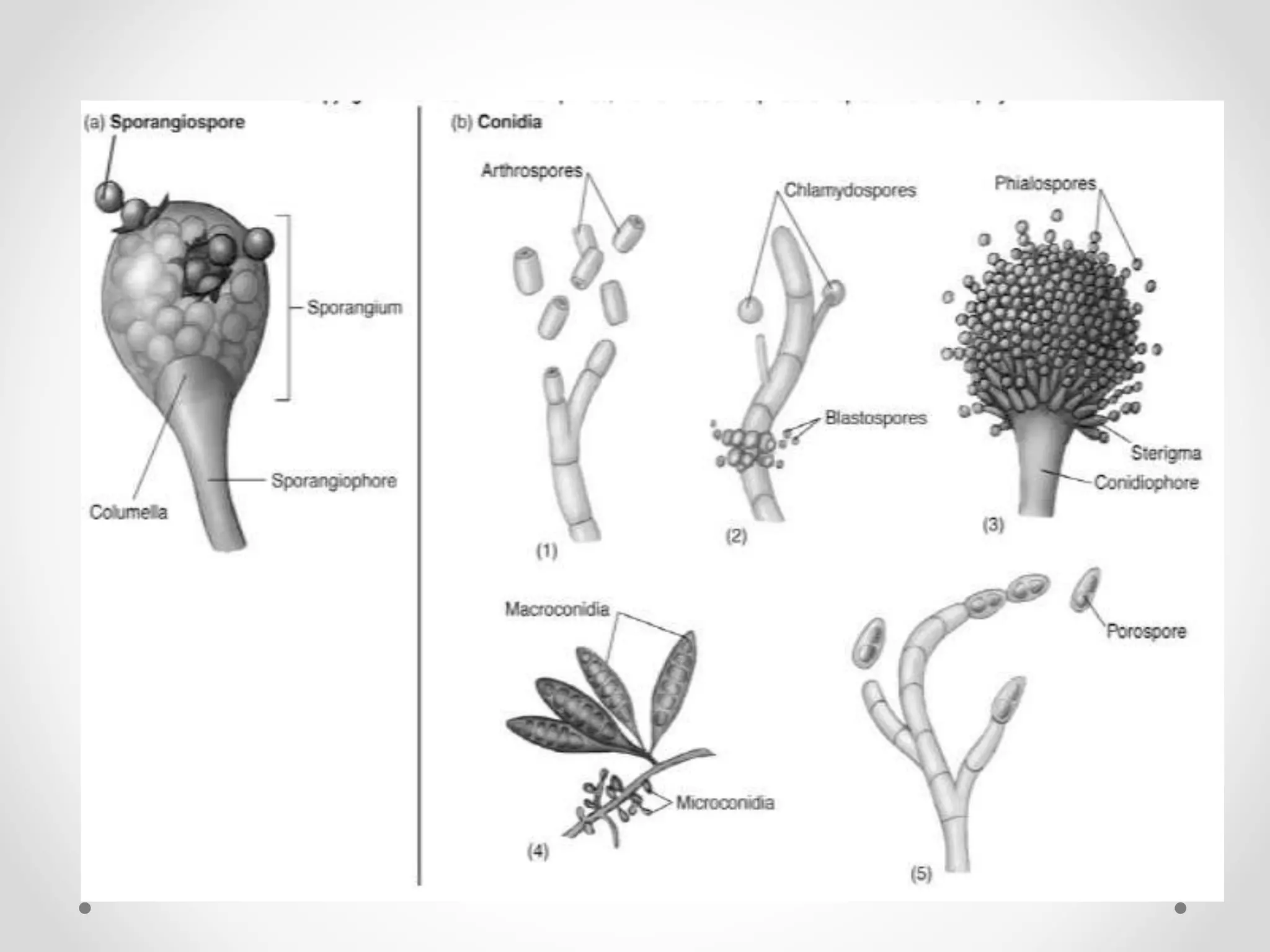 Estructuras de reproducción sexual y asexual de hongos fitopatógenos | PPTX