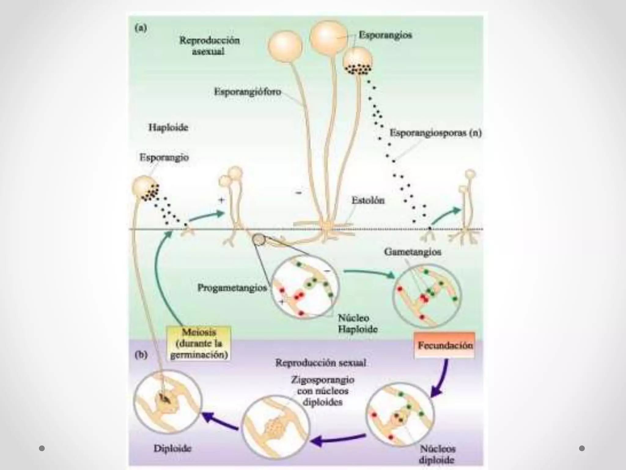 Estructuras de reproducción sexual y asexual de hongos fitopatógenos | PPTX