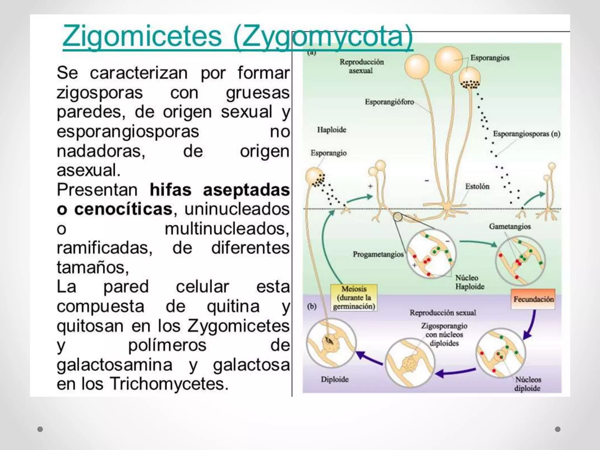 Estructuras de reproducción sexual y asexual de hongos fitopatógenos | PPTX