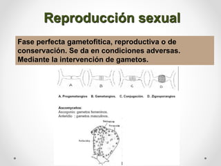 Estructuras de reproducción sexual y asexual de hongos fitopatógenos | PPTX