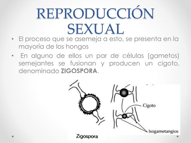 Estructuras de reproducción sexual y asexual de hongos fitopatógenos | PPTX