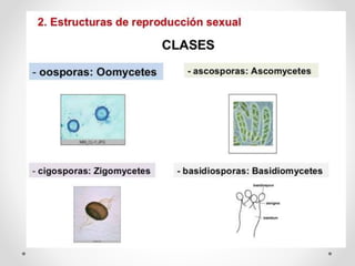 Estructuras de reproducción sexual y asexual de hongos fitopatógenos | PPTX