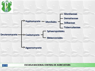 Clasificacion De Hongos 09 | PPT