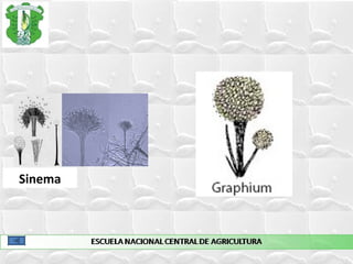 Clasificacion De Hongos 09 | PPT