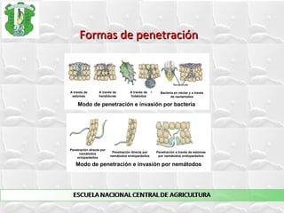 Clasificacion De Hongos 09 | PPT