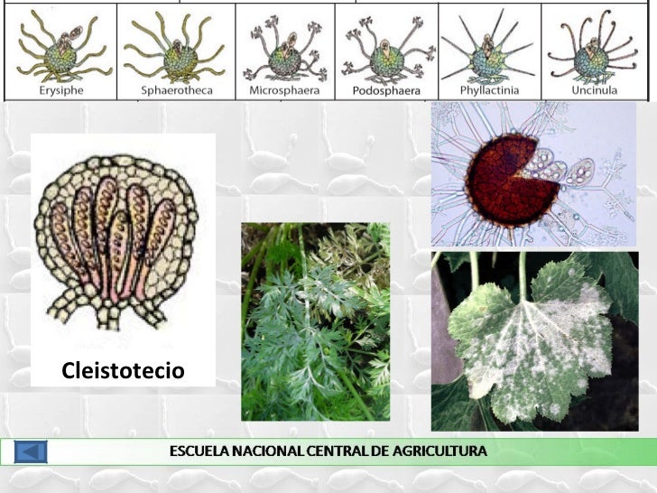 Clasificacion De Hongos 09