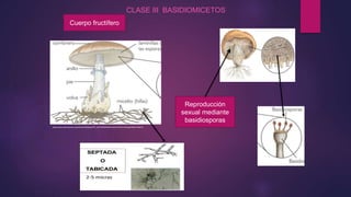 Clasificacion de hongos (basidiomicetos) | PPTX