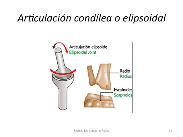 OSTEOLOGÍA - Dra. Paulina Toscano_Anatomia y Fisiología.